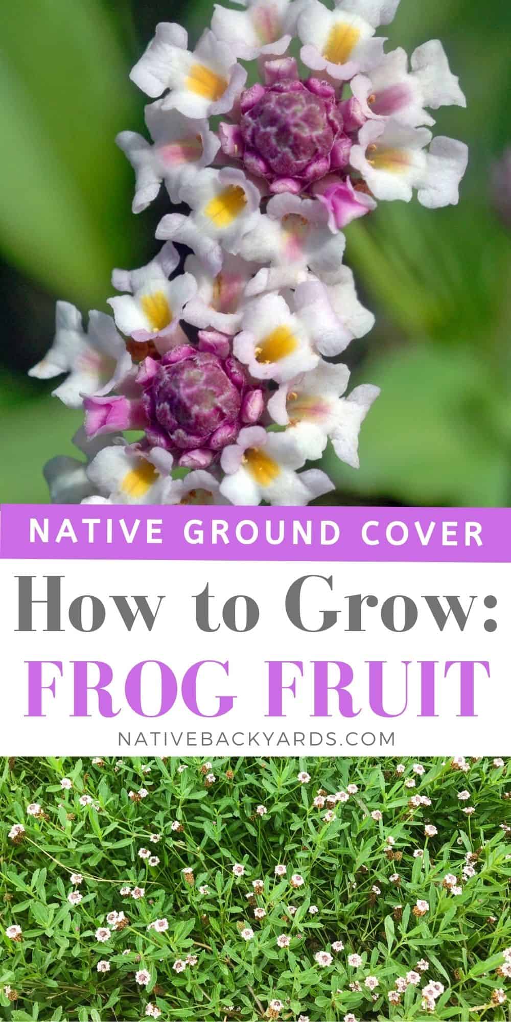 Frog Fruit: My Favorite Native Ground Cover - Native Backyards