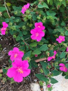 Top 15 Texas Shrubs for Your Yard - Native Backyards