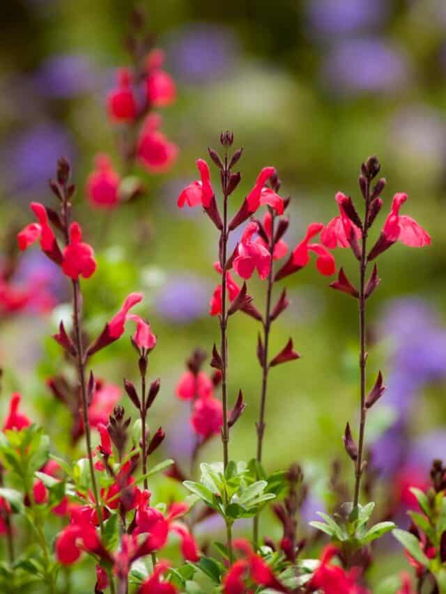 7 Reasons to Grow Autumn Sage (Salvia Greggii) - Native Backyards
