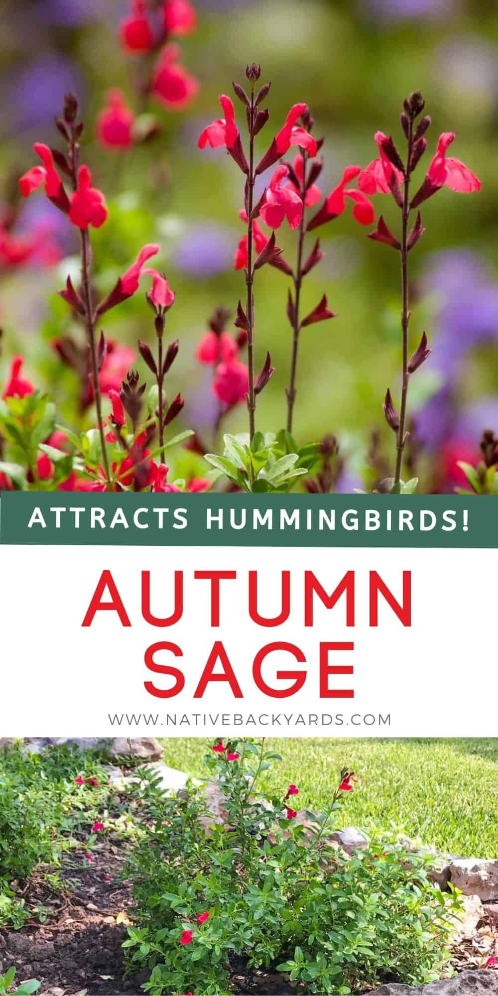 7 Reasons to Grow Autumn Sage (Salvia Greggii) - Native Backyards