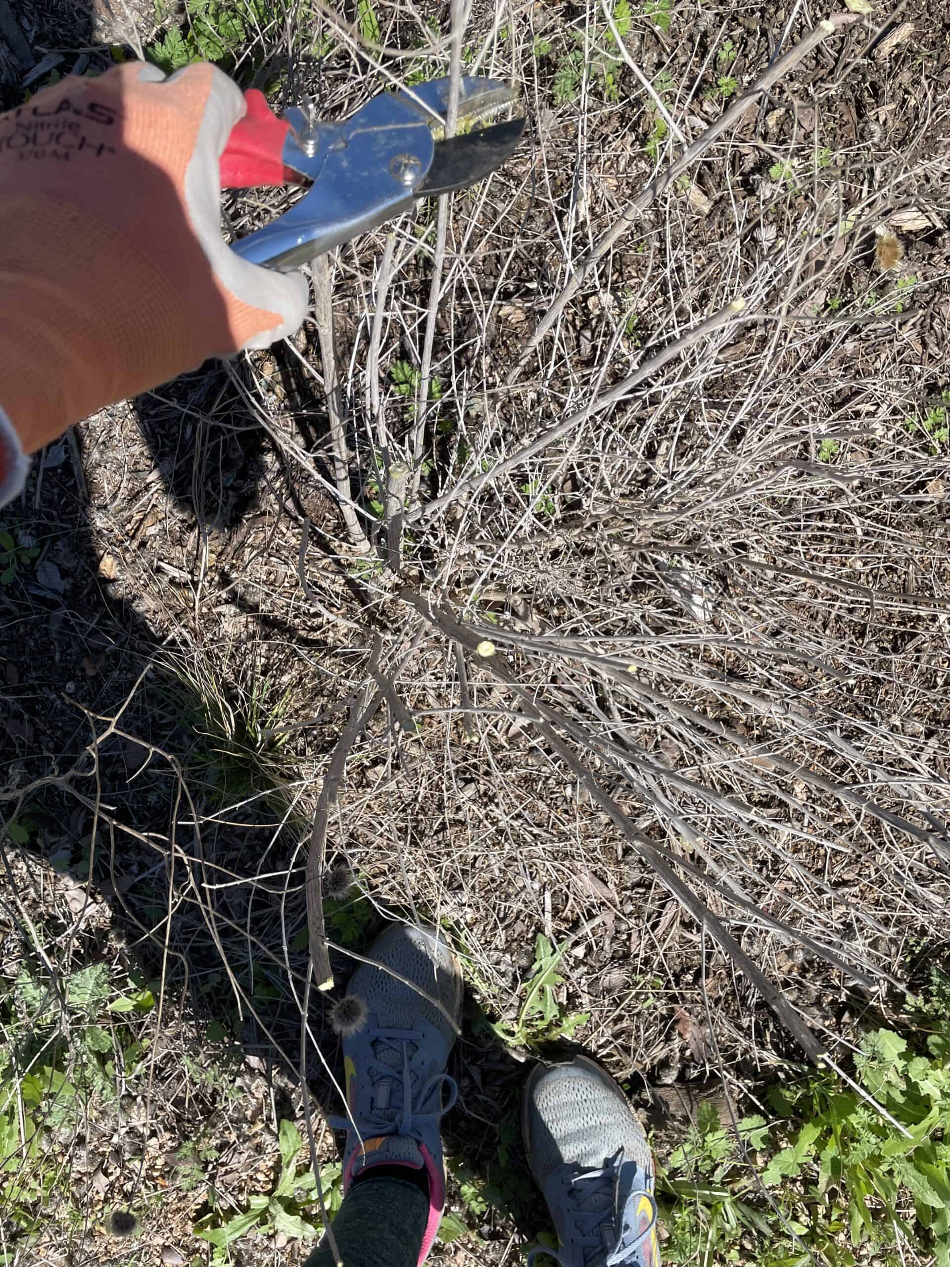 Hummingbird Bush (Flame Acanthus): A Texas Native - Native Backyards