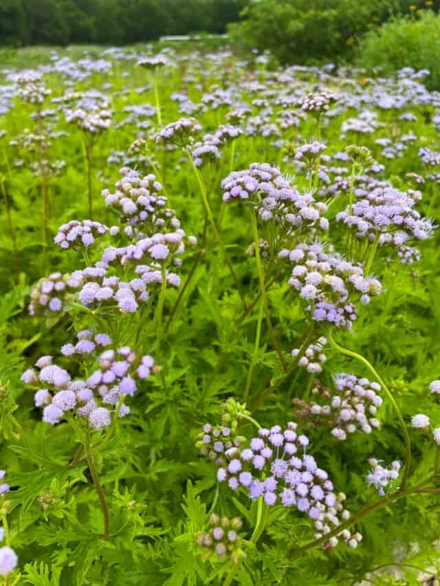 Gregg's Mistflower (Conoclinium greggii) - a Butterfly Magnet! - Native ...
