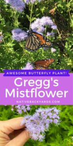 Gregg's Mistflower (Conoclinium greggii) - a Butterfly Magnet! - Native ...