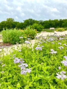 Gregg's Mistflower (Conoclinium greggii) - a Butterfly Magnet! - Native ...