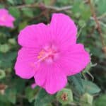 5 Great Reasons to Try Rock Rose in Your Garden - Native Backyards