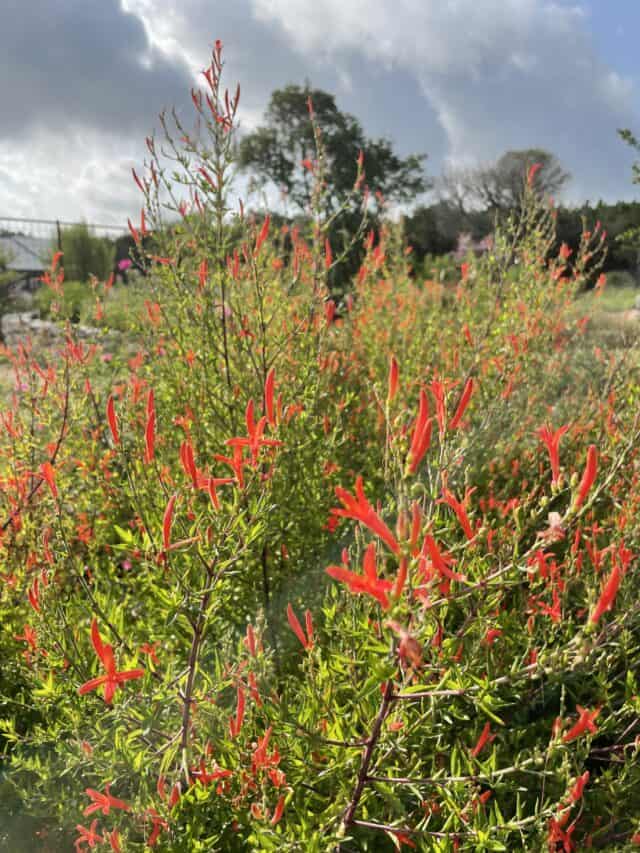 Top 15 Texas Shrubs for Your Yard - Native Backyards