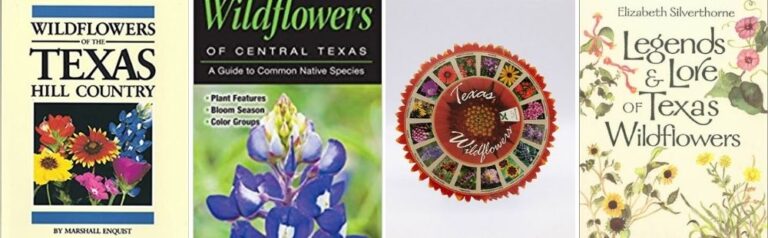 Top 10 Texas Wildflowers to Grow - Native Backyards