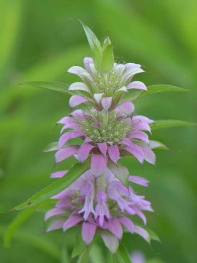 5 Reasons to Grow Native Plants - Native Backyards