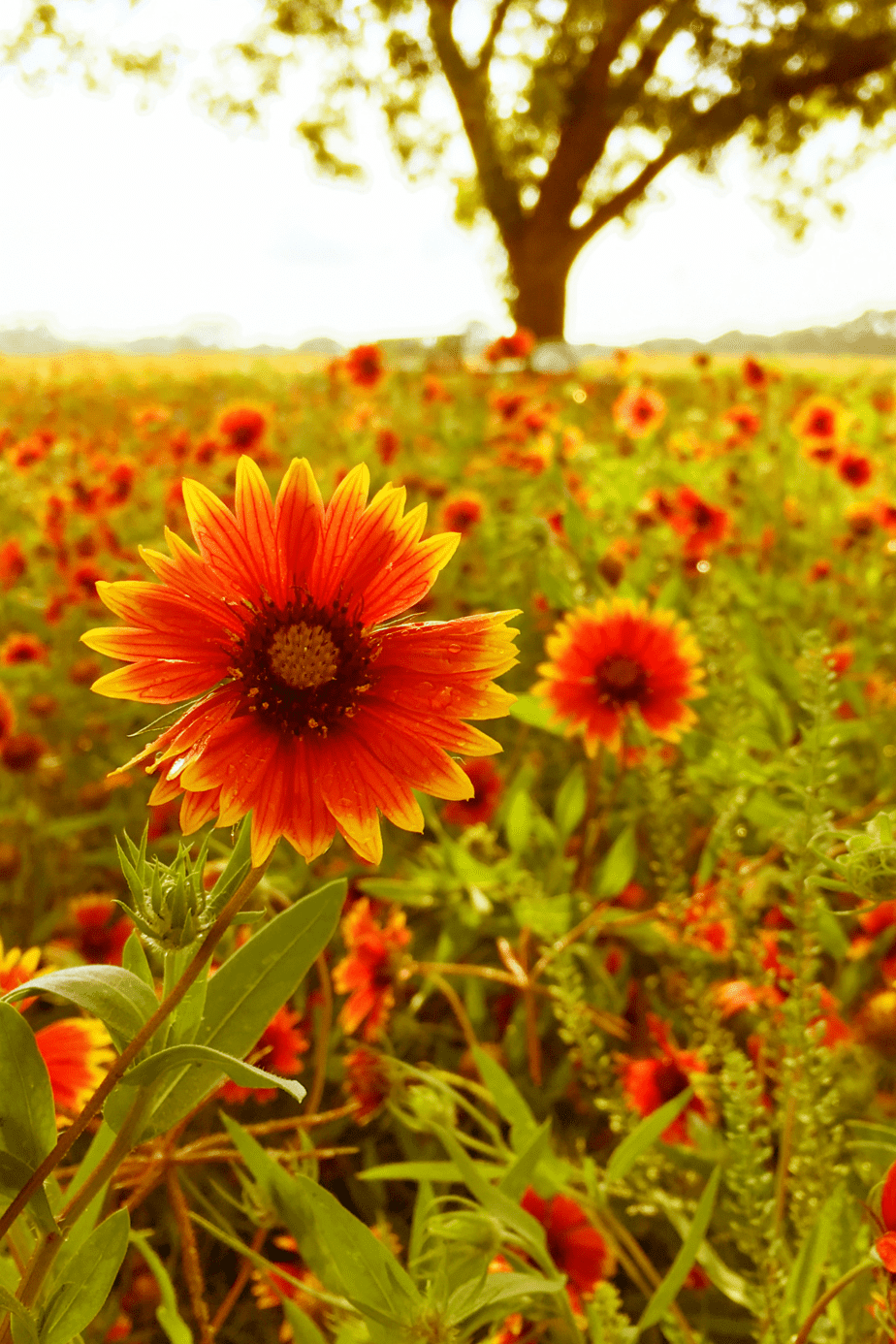 Red And Orange Texas Wildflowers | Best Flower Site