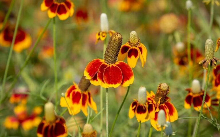 Top 10 Texas Wildflowers to Grow - Native Backyards