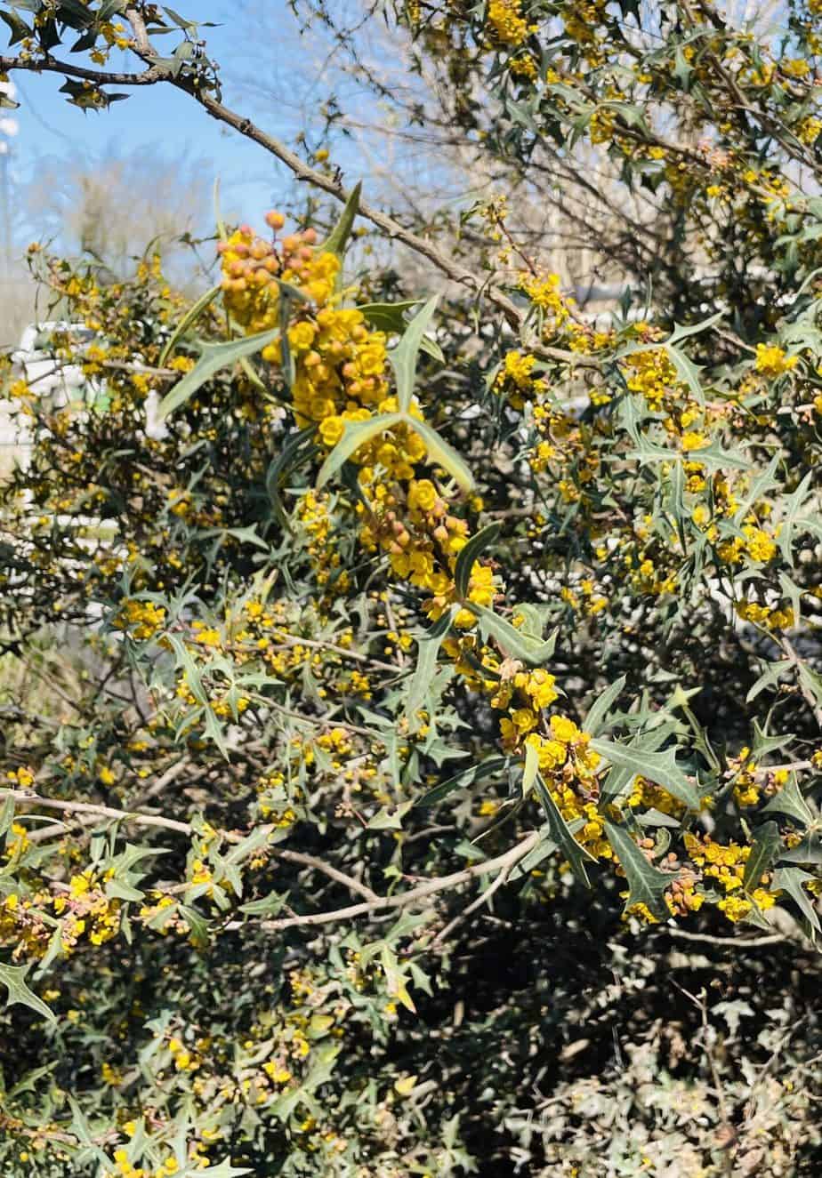 Top 15 Texas Shrubs for Your Yard - Native Backyards