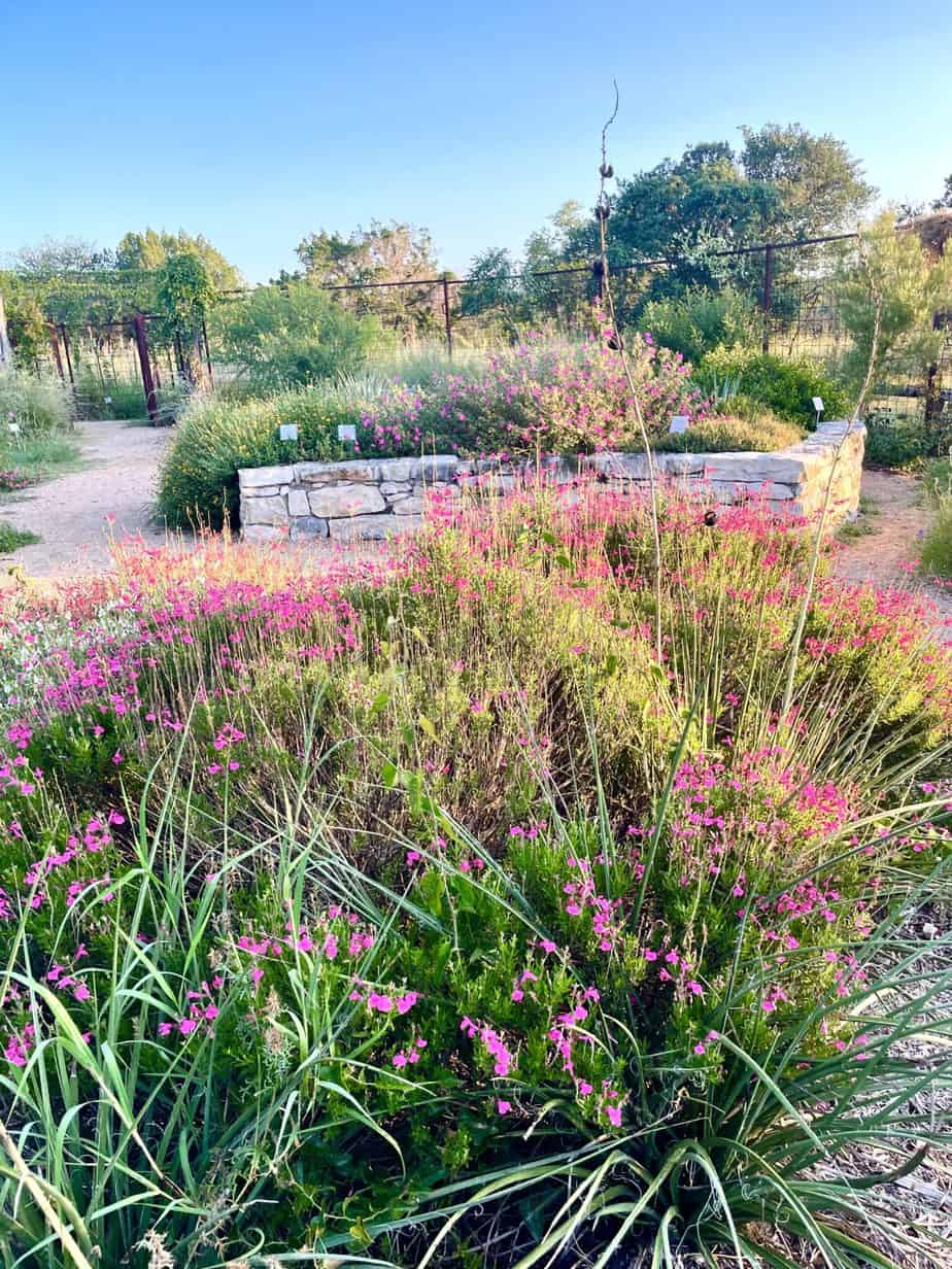 Top 15 Texas Shrubs for Your Yard - Native Backyards