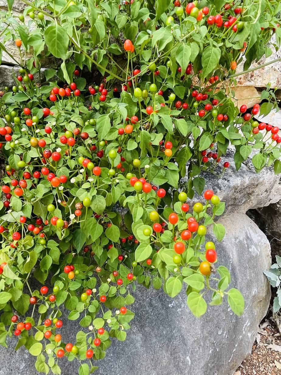 Top 15 Texas Shrubs for Your Yard - Native Backyards