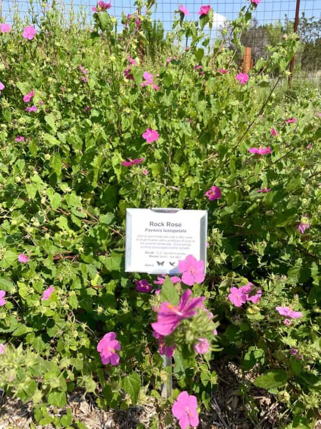 5 Awesome Native Plant Garden Signs - Native Backyards