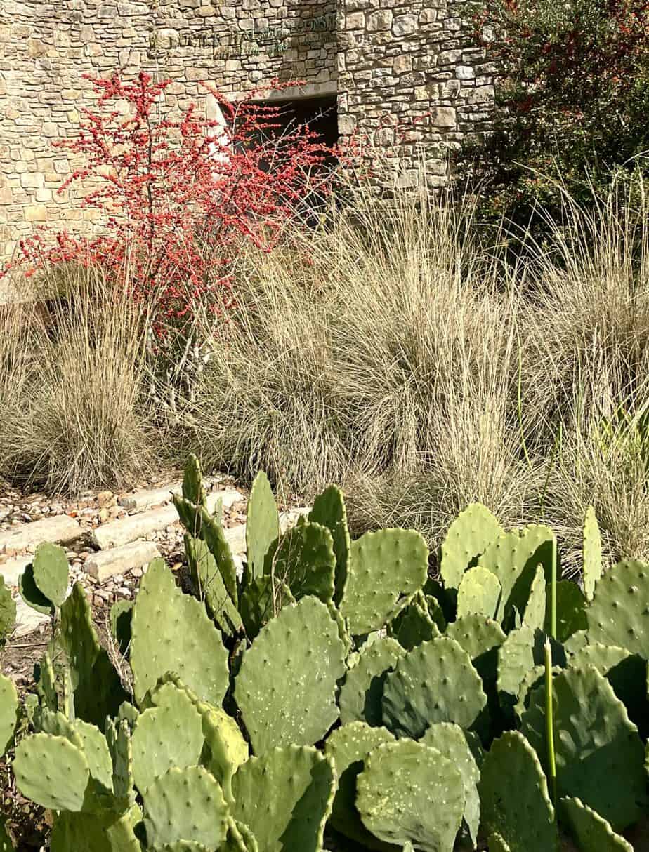 Top 15 Texas Shrubs for Your Yard - Native Backyards