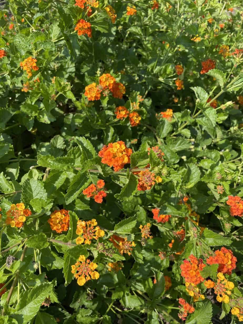 Top 15 Texas Shrubs for Your Yard - Native Backyards