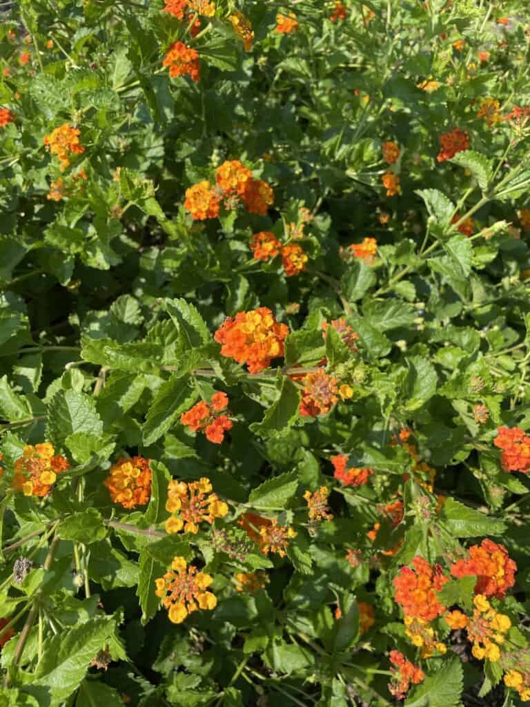 Top 15 Texas Shrubs for Your Yard - Native Backyards