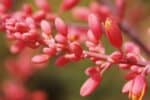 5 Reasons to Plant a Red Yucca - Native Backyards