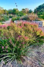 5 Reasons to Plant a Red Yucca - Native Backyards