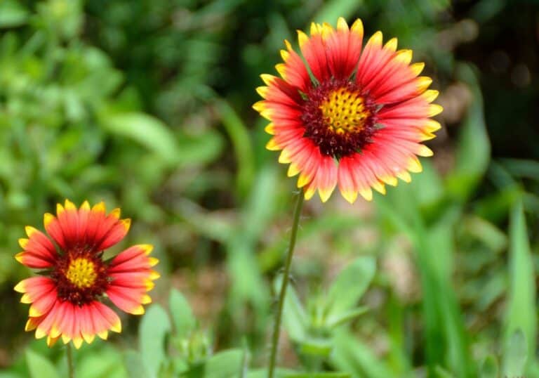 Top 5 Native Annual Flowers that Bloom All Summer - Native Backyards