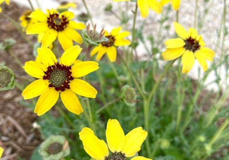 Top 10 Native Yellow Perennial Flowers - Native Backyards