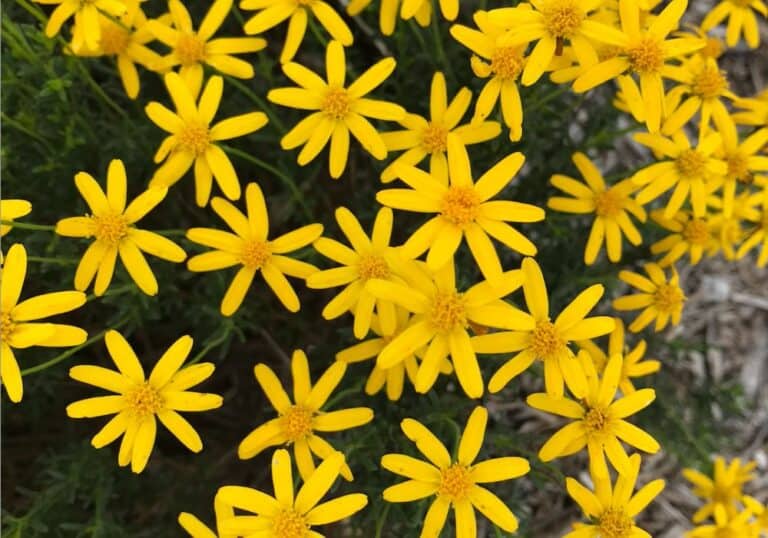 Top 10 Native Yellow Perennial Flowers - Native Backyards