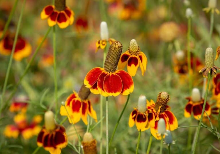 Top 5 Native Annual Flowers that Bloom All Summer - Native Backyards