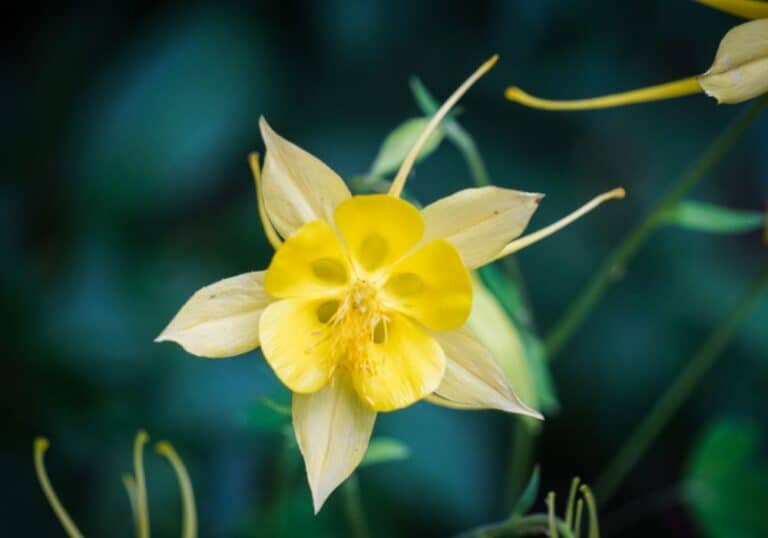 Top 10 Native Yellow Perennial Flowers - Native Backyards