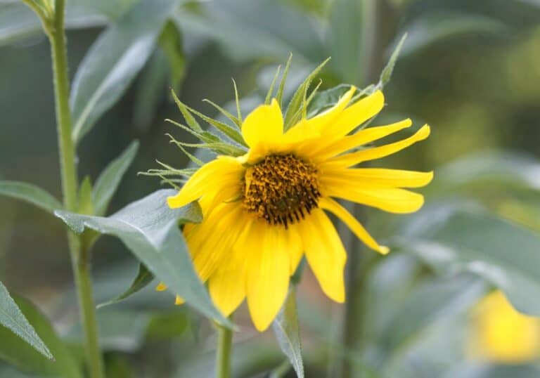 Top 10 Native Yellow Perennial Flowers - Native Backyards