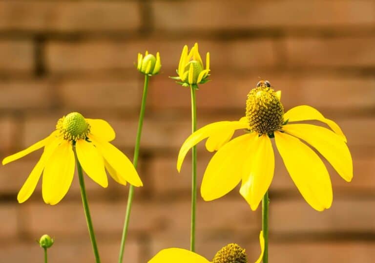 Top 10 Native Yellow Perennial Flowers - Native Backyards