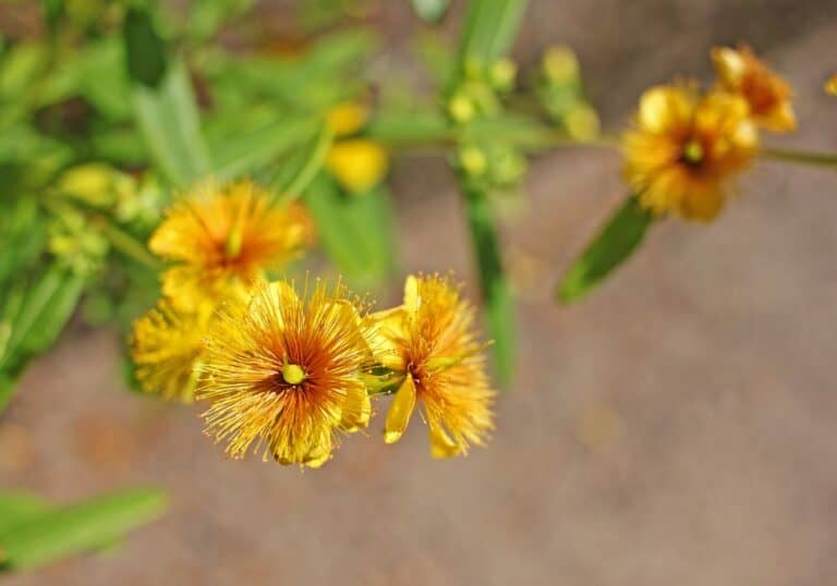 Top 10 Native Yellow Perennial Flowers - Native Backyards