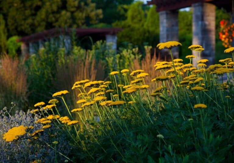 Top 10 Native Yellow Perennial Flowers - Native Backyards
