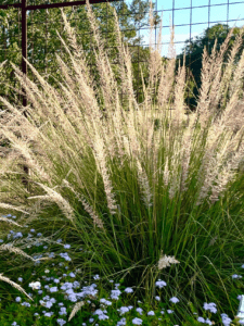 Top 5 Texas Native Grasses for Landscapes - Native Backyards