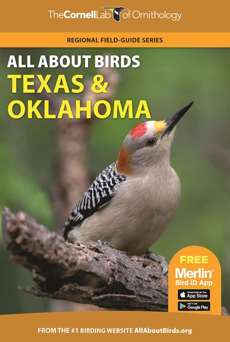 Texas Birds - The Ultimate Guide for Beginning Birders! - Native Backyards