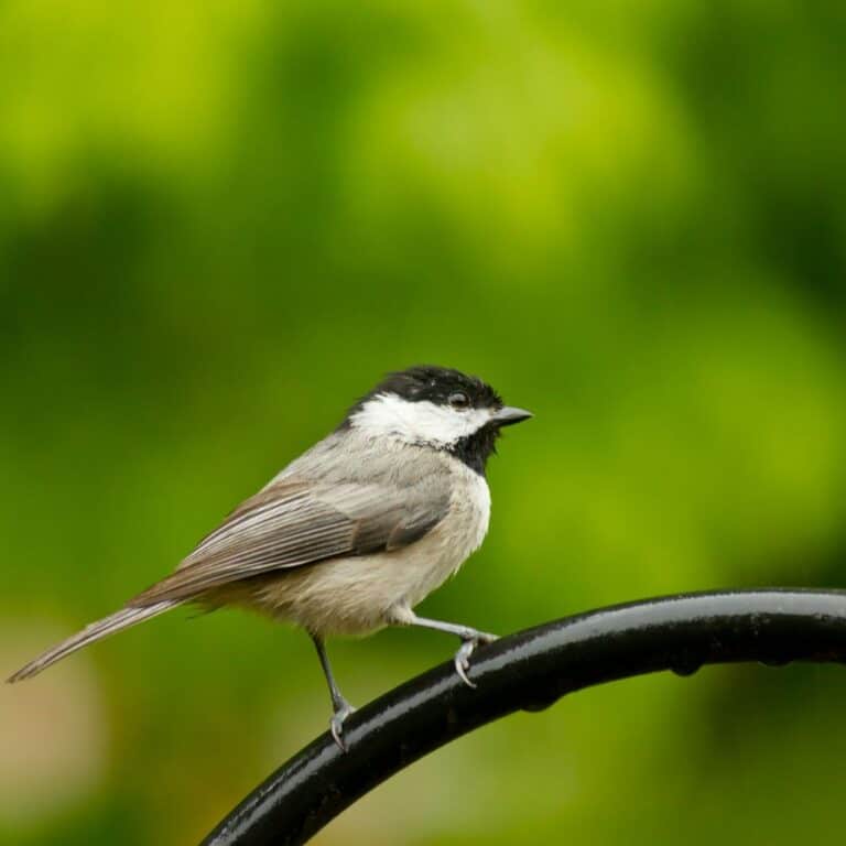 Texas Birds - The Ultimate Guide for Beginning Birders! - Native Backyards