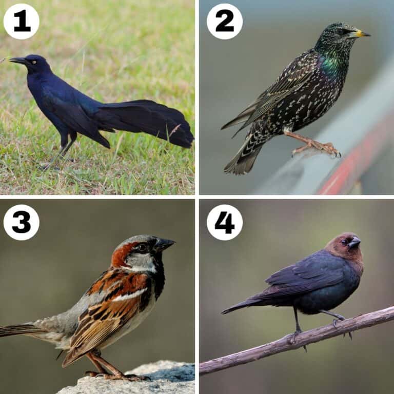 Texas Birds - The Ultimate Guide for Beginning Birders! - Native Backyards