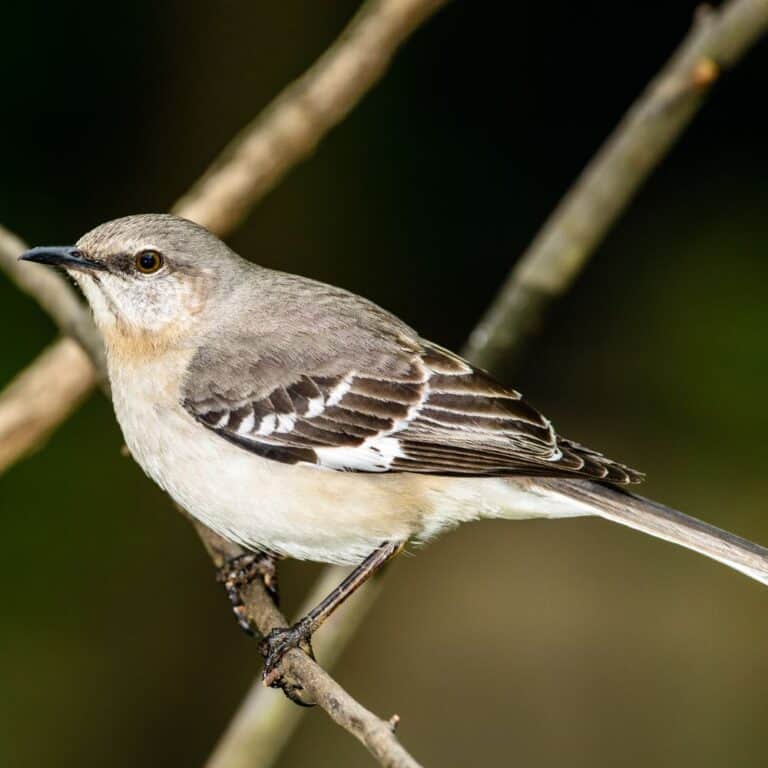 Texas Birds - The Ultimate Guide for Beginning Birders! - Native Backyards