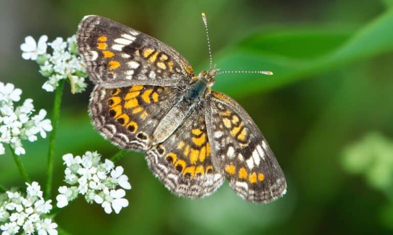 Top 25 Texas Butterflies: The Ultimate Guide! - Native Backyards