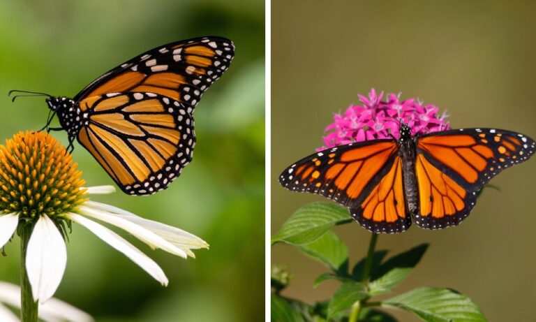 Top 25 Texas Butterflies: The Ultimate Guide! - Native Backyards