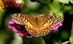 Top 25 Texas Butterflies: The Ultimate Guide! - Native Backyards