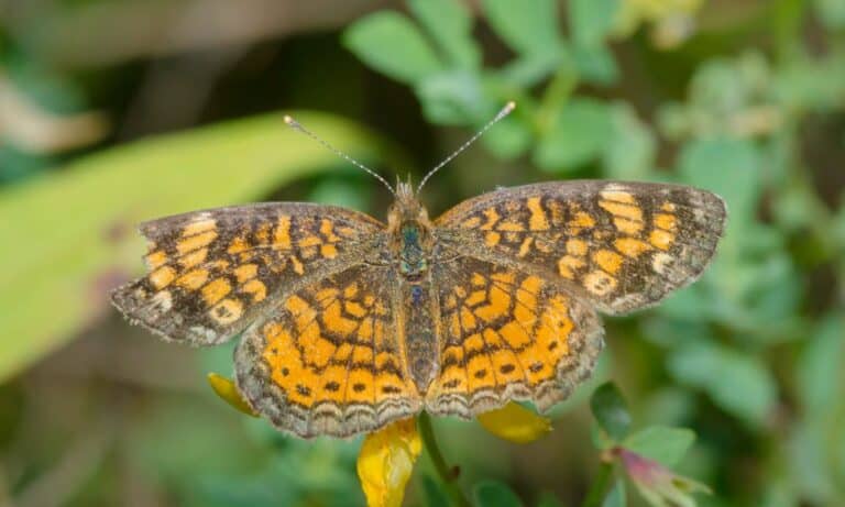 Top 25 Texas Butterflies: The Ultimate Guide! - Native Backyards