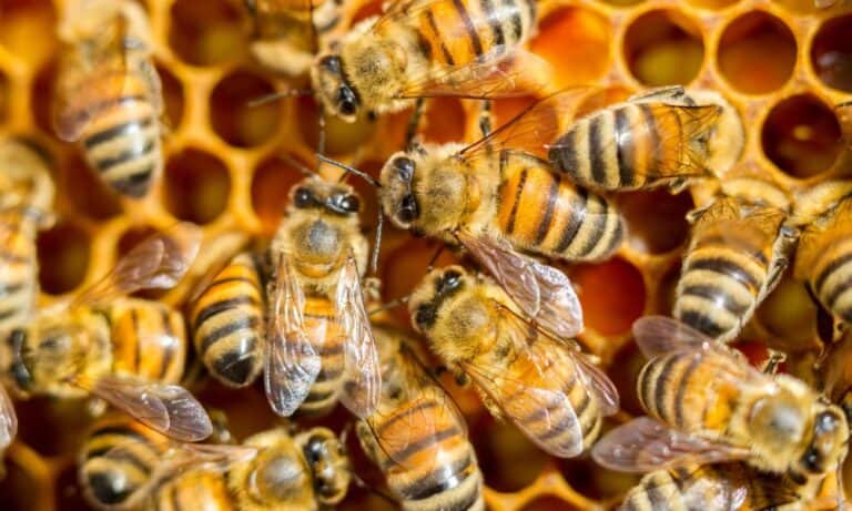 Top 5 Native Texas Bees to Know! - Native Backyards