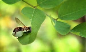 Top 5 Native Texas Bees to Know! - Native Backyards