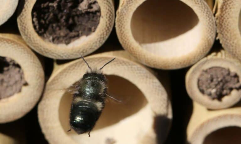 Top 5 Native Texas Bees to Know! - Native Backyards