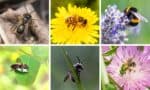 Top 5 Native Texas Bees to Know! - Native Backyards