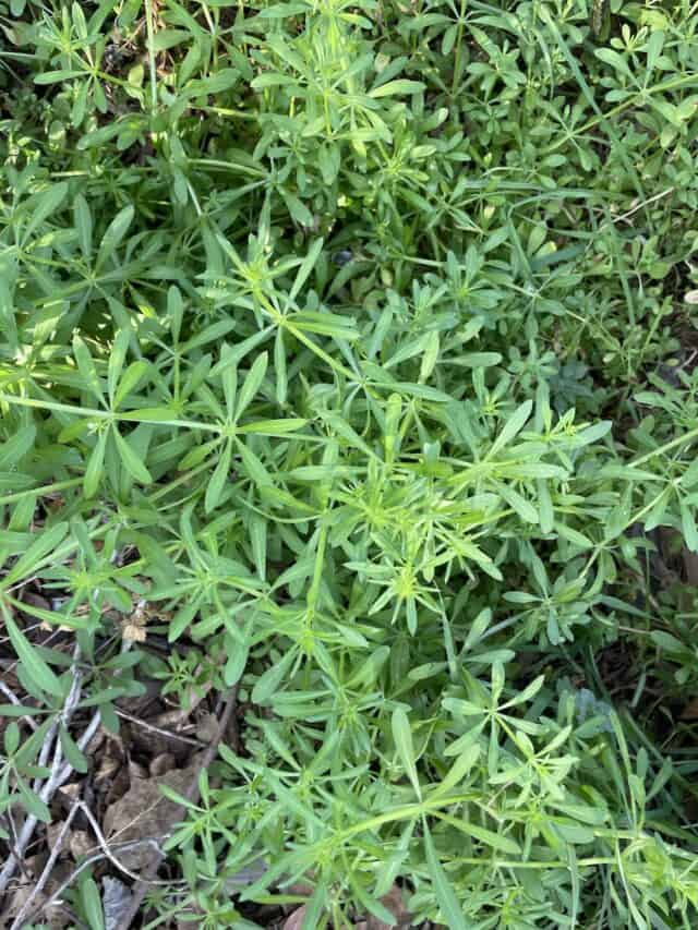 Top 10 Texas Weeds to Know - Native Backyards