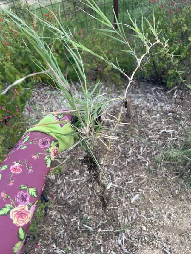 Top 10 Texas Weeds to Know - Native Backyards