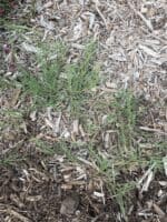 Top 10 Texas Weeds to Know - Native Backyards