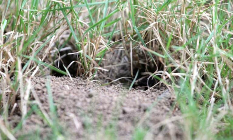 10 Texas Wasps to Know and Appreciate! - Native Backyards