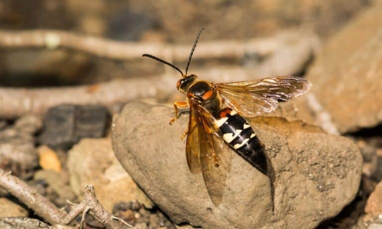 10 Texas Wasps to Know and Appreciate! - Native Backyards